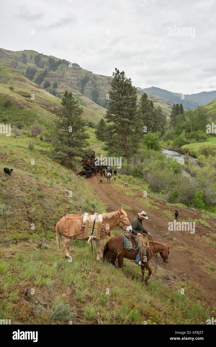 USA, Oregon, Joseph, Cowboys Todd Nash and Cody Ross move cattle from ...