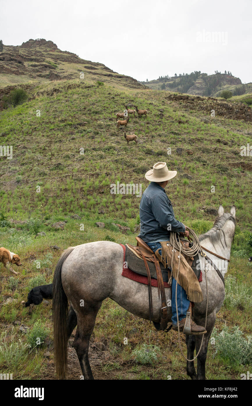 USA, Oregon, Joseph, Cowboy Todd Nash rides past some elk up Big Sheep ...