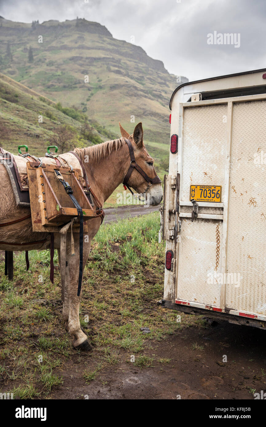 USA, Oregon, Joseph, mule waits to have his pack saddle taken off after ...