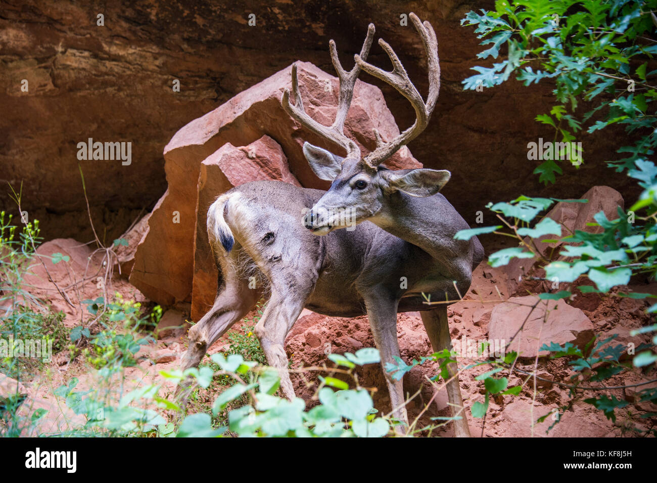 Deer in the Zion National Park, Utah, USA Stock Photo - Alamy