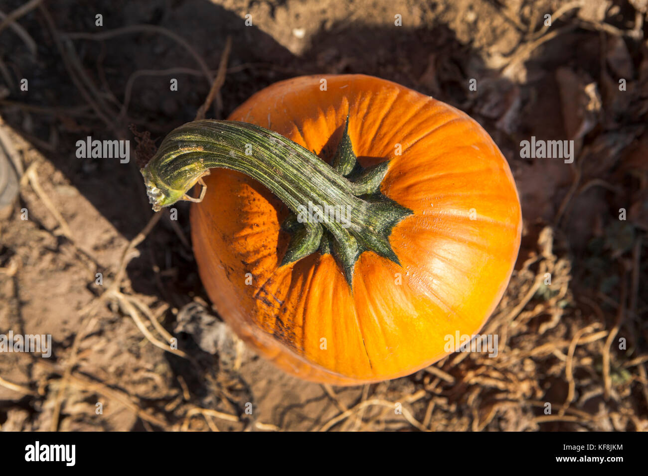Pumpkin cannon hi-res stock photography and images - Alamy