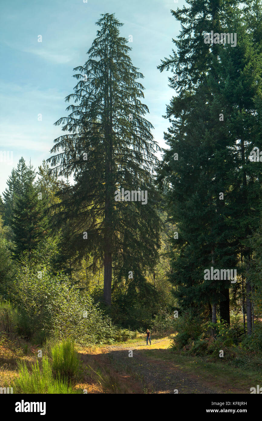 USA, Oregon, Corbett, Trout Creek Tree Farm, 80 acres of Noble fir ...