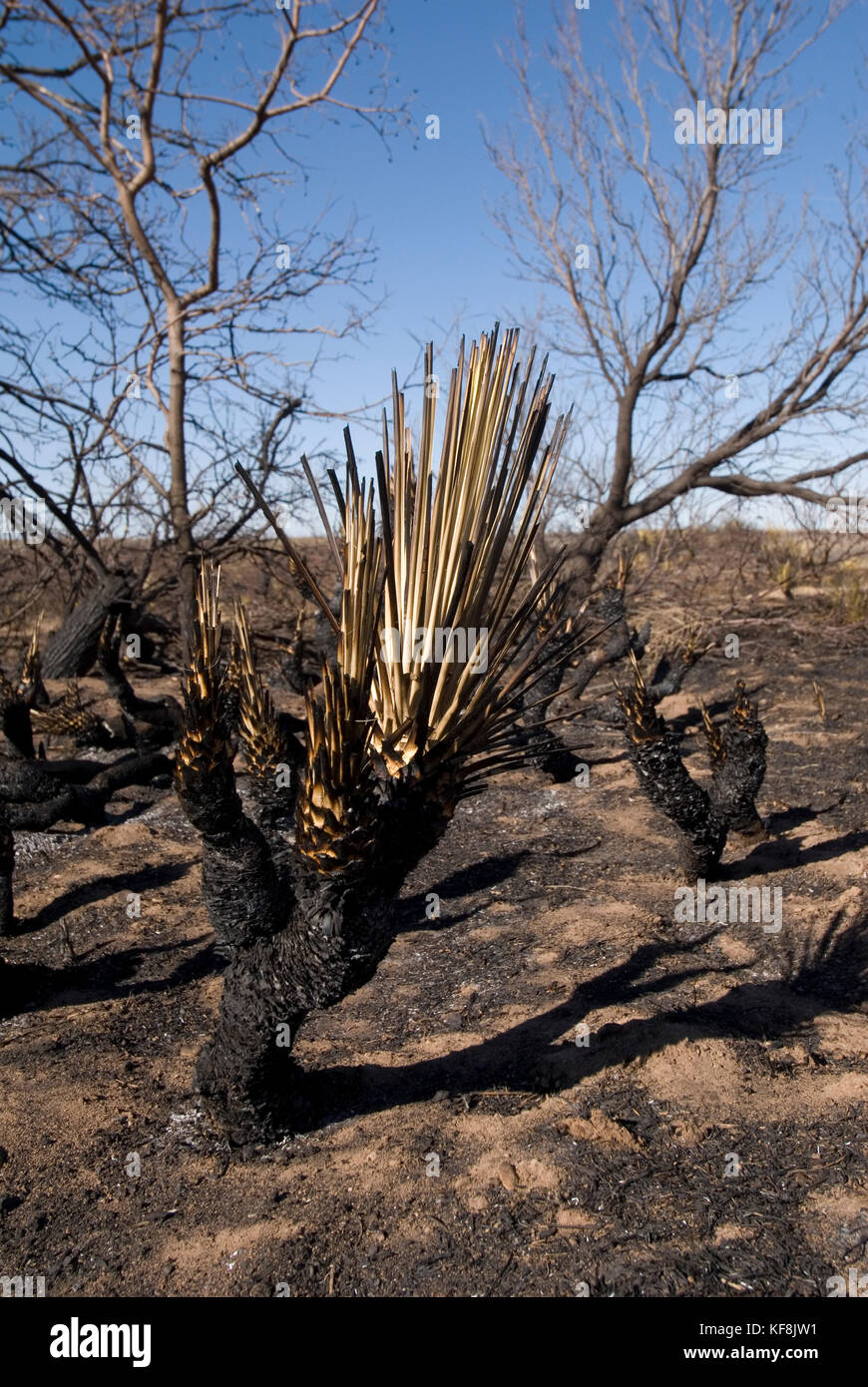 BURNED TREES AND SHRUBS ON PASTURE RANGELAND AFTER A FIRE Stock Photo ...