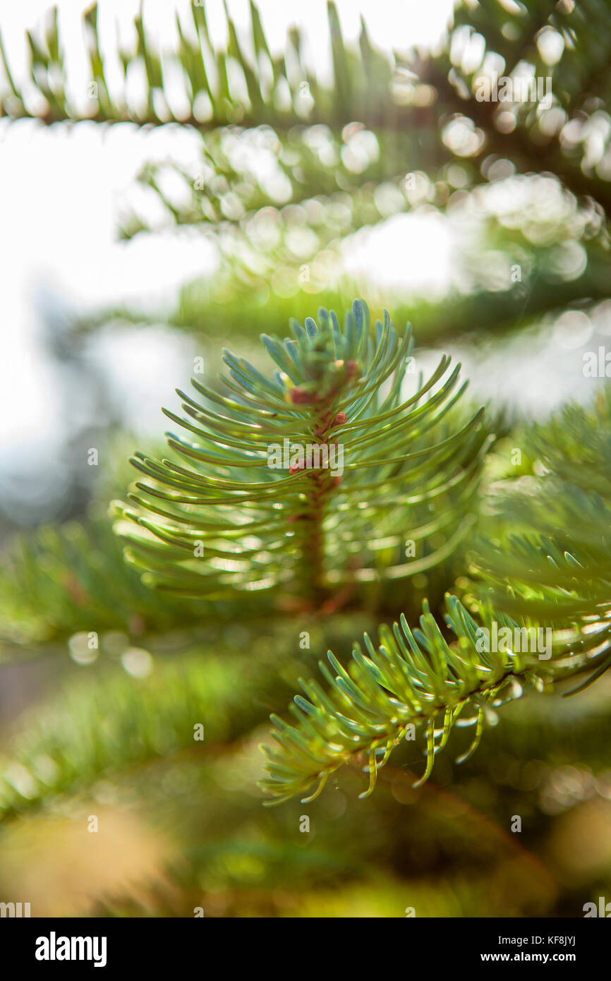 USA, Oregon, Corbett, Trout Creek Tree Farm, 80 acres of Noble fir ...