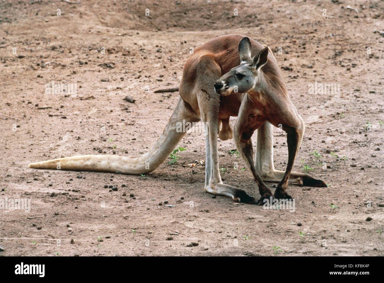 Zoology, Marsupials, Red kangaroo (Macropus rufus Stock Photo - Alamy