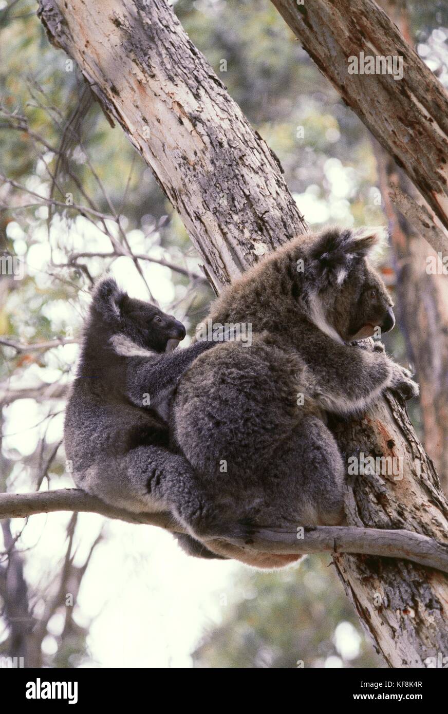 Zoology, marsupials, Koala (Phascolarctos cinereus Stock Photo - Alamy