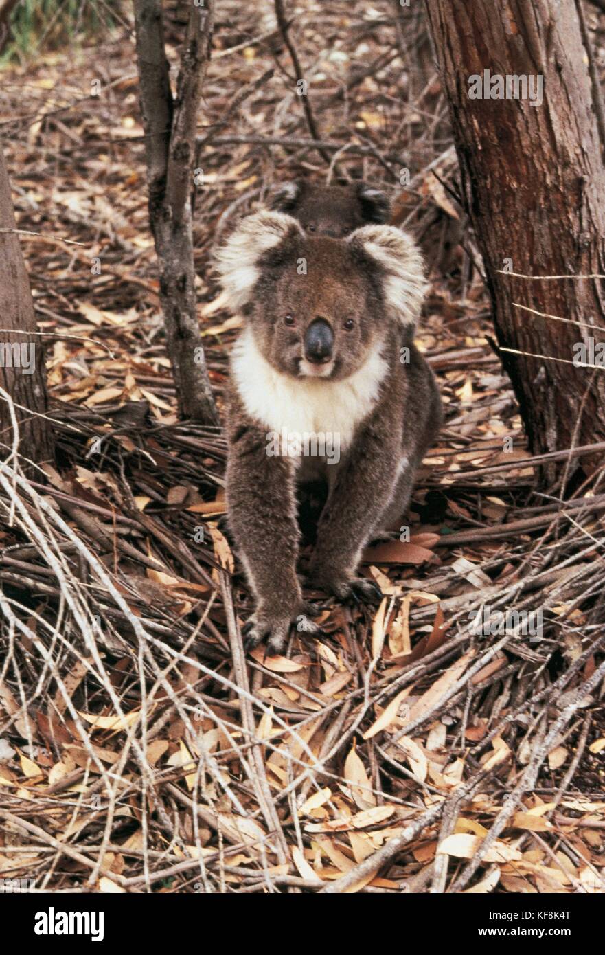 Zoology, marsupials, Koala (Phascolarctos cinereus Stock Photo - Alamy