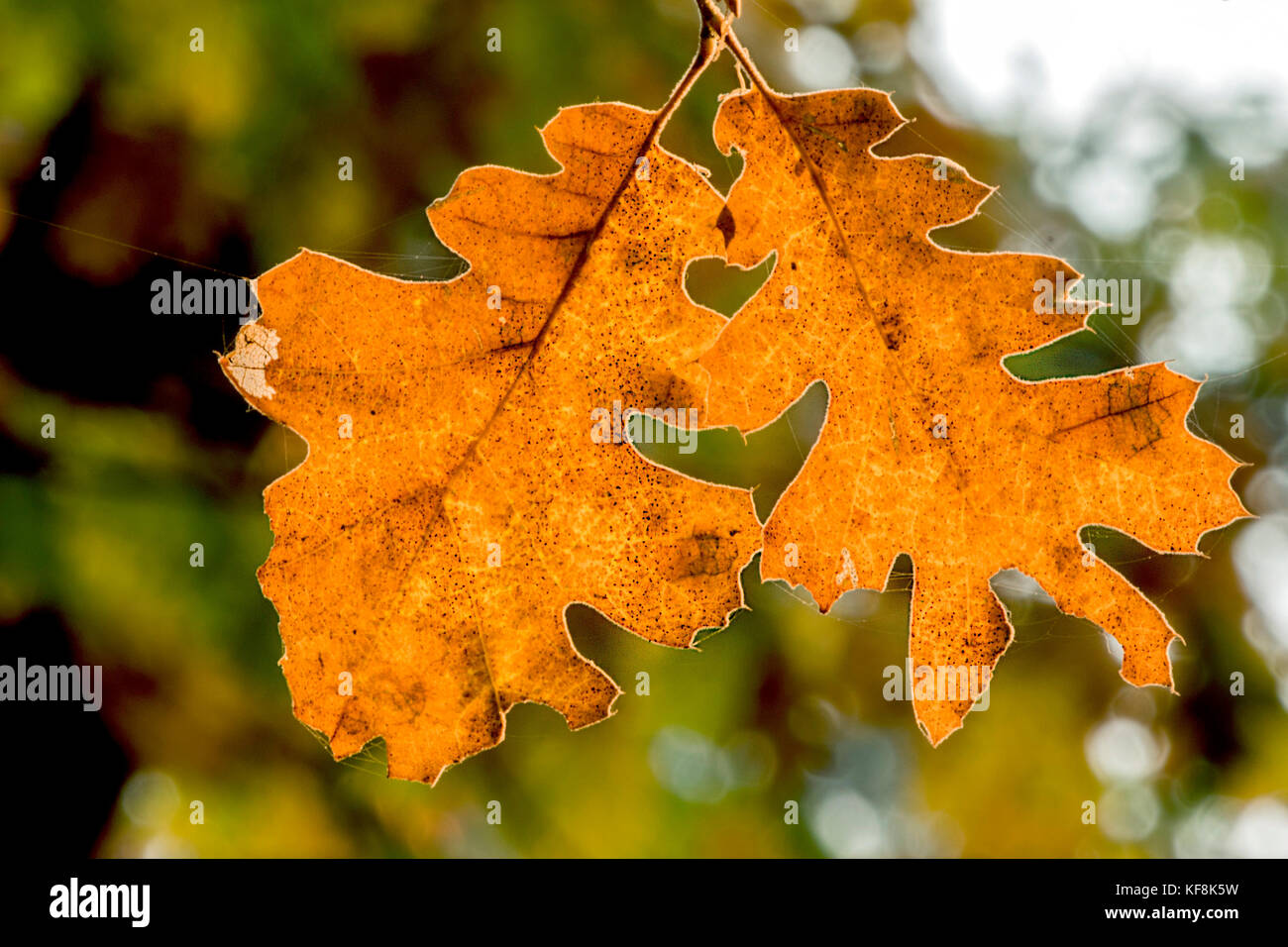 Black Oak leaves hanging on the tree during the Fall season at the ...