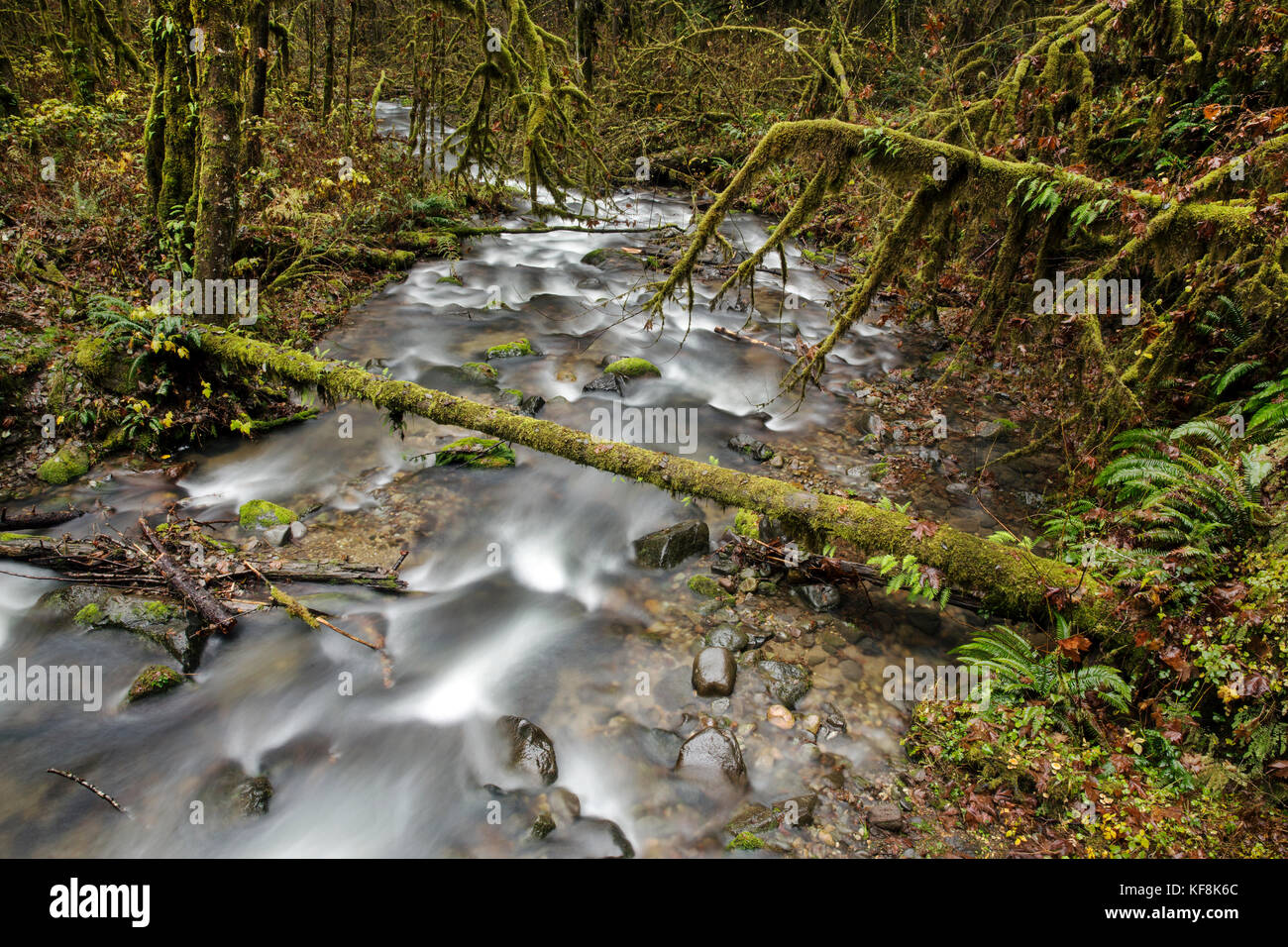 USA, Oregon, Santiam Pass, The Santiam River which is a tributary of ...