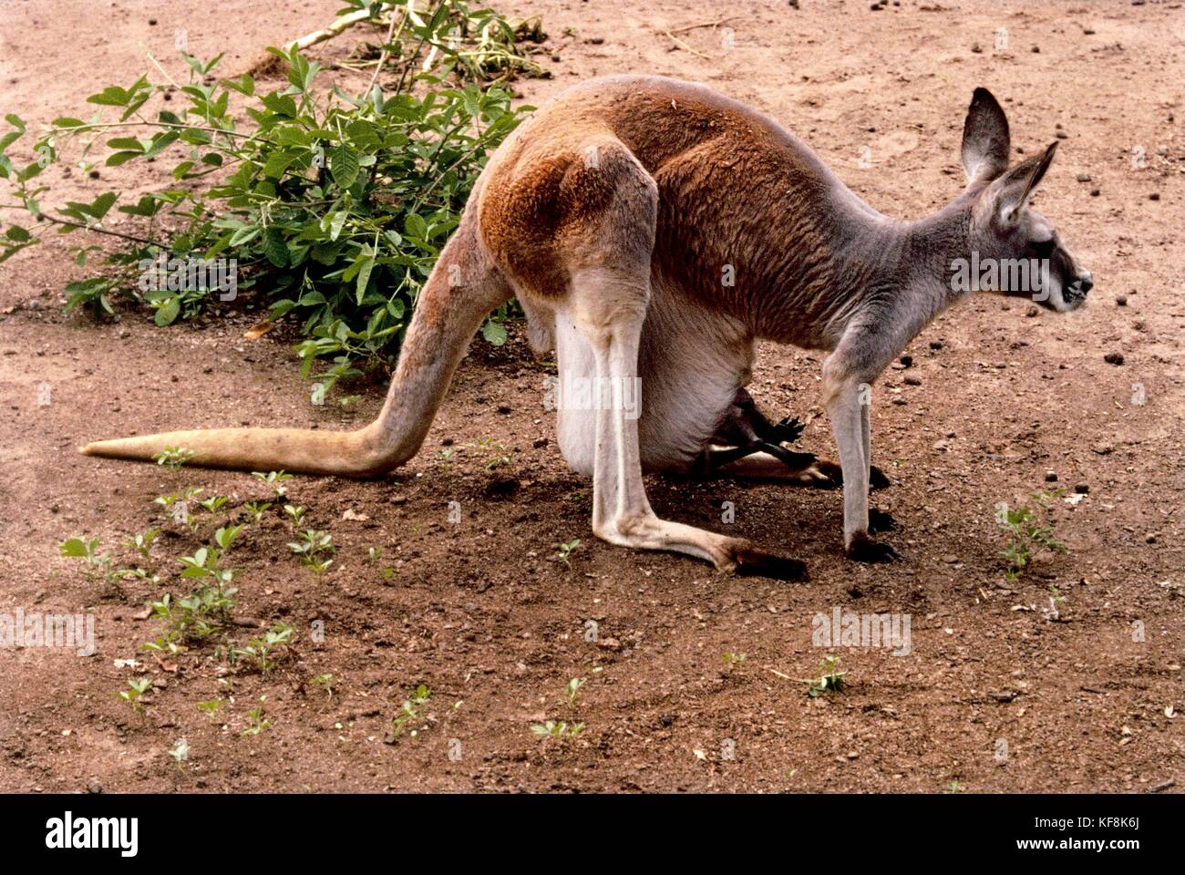 Zoology, Marsupials, Red kangaroo (Macropus rufus Stock Photo - Alamy