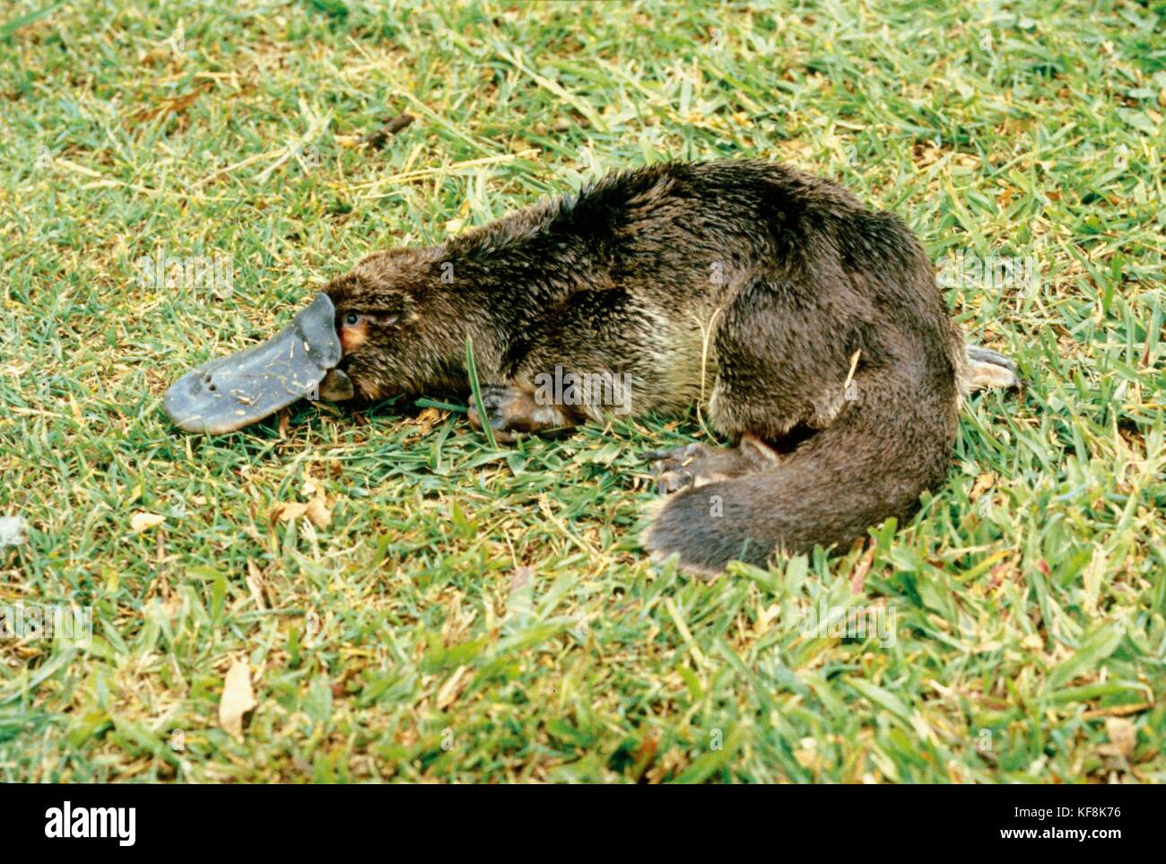 Monotreme, PLATYPUS (ORNITHORHYNCHUS ANATINUS) AUSTRALIA Stock Photo ...