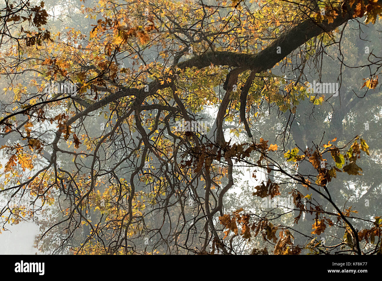 Black Oak tree changing its leaves color during the Fall season at the ...
