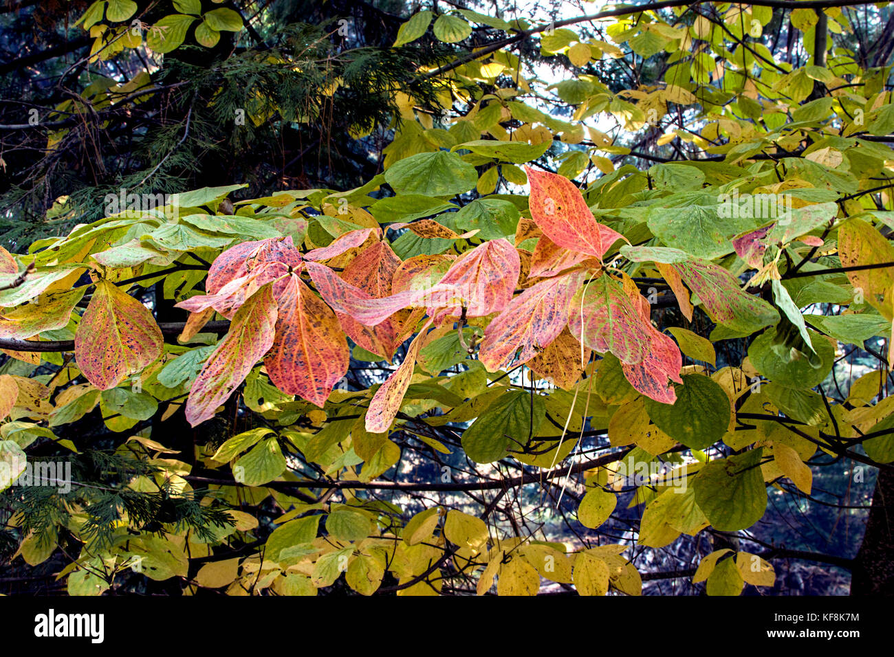 Mountain Dogwood tree changing its leaves color during the Fall season ...