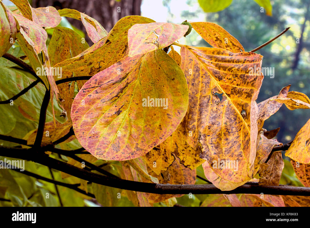 Mountain Dogwood tree changing its leaves color during the Fall season ...
