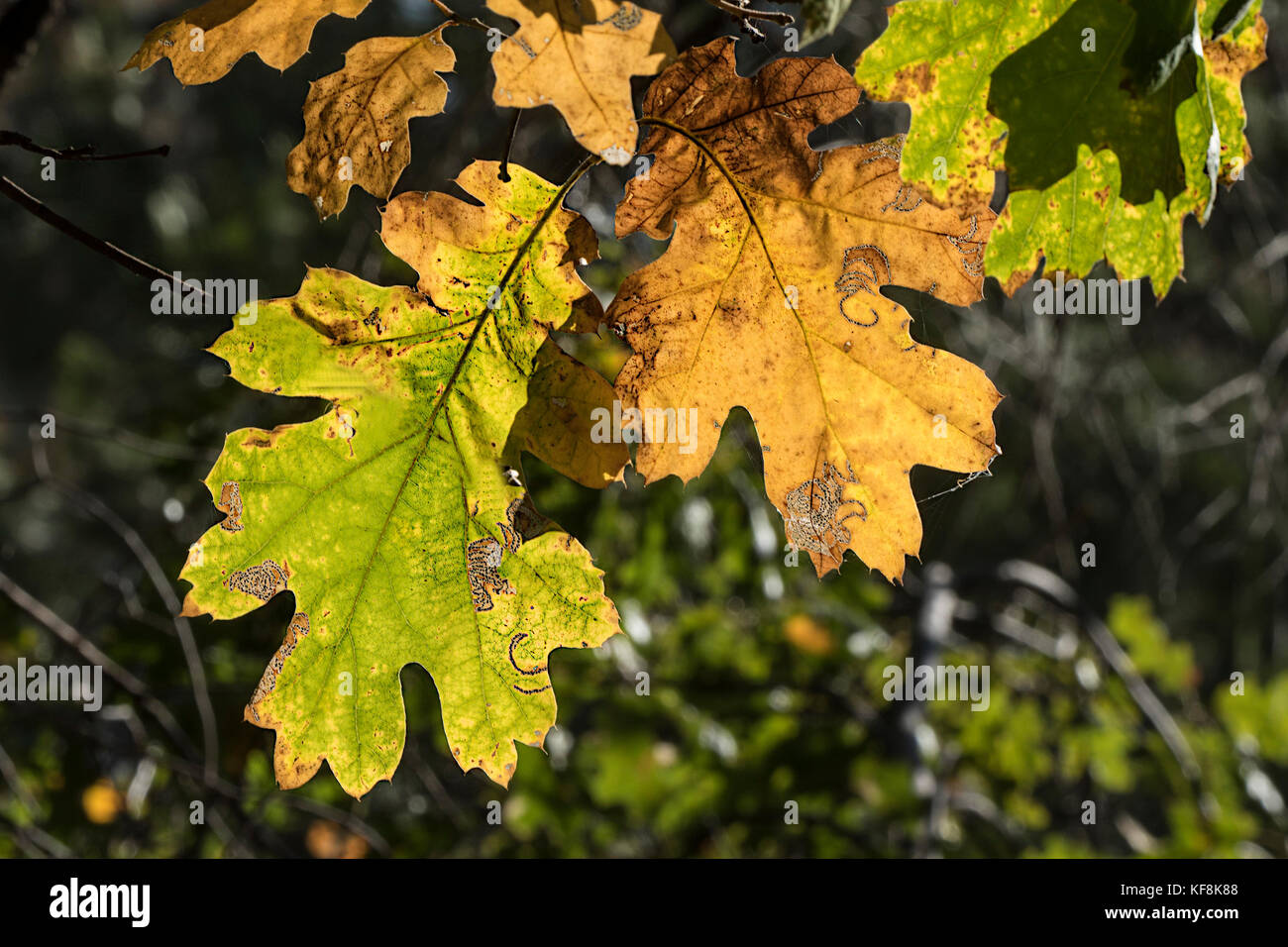 Black Oak tree changing its leaves color during the Fall season at the ...