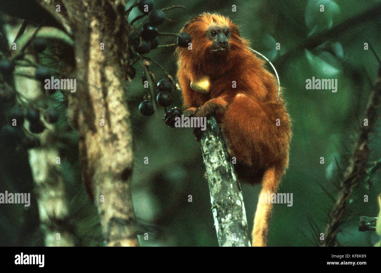 Leonine hi-res stock photography and images - Alamy