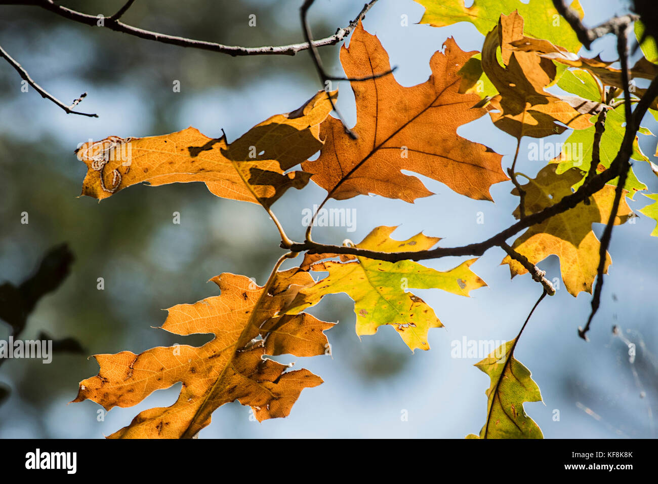 Black Oak tree changing its leaves color during the Fall season at the forest in Yosemite Valley ...