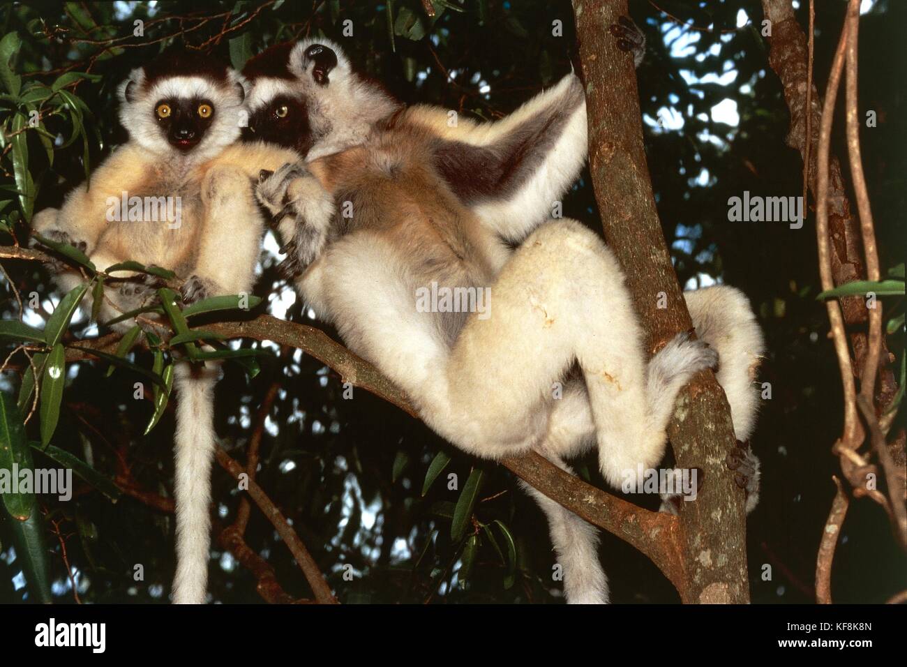 Indrid hi-res stock photography and images - Alamy