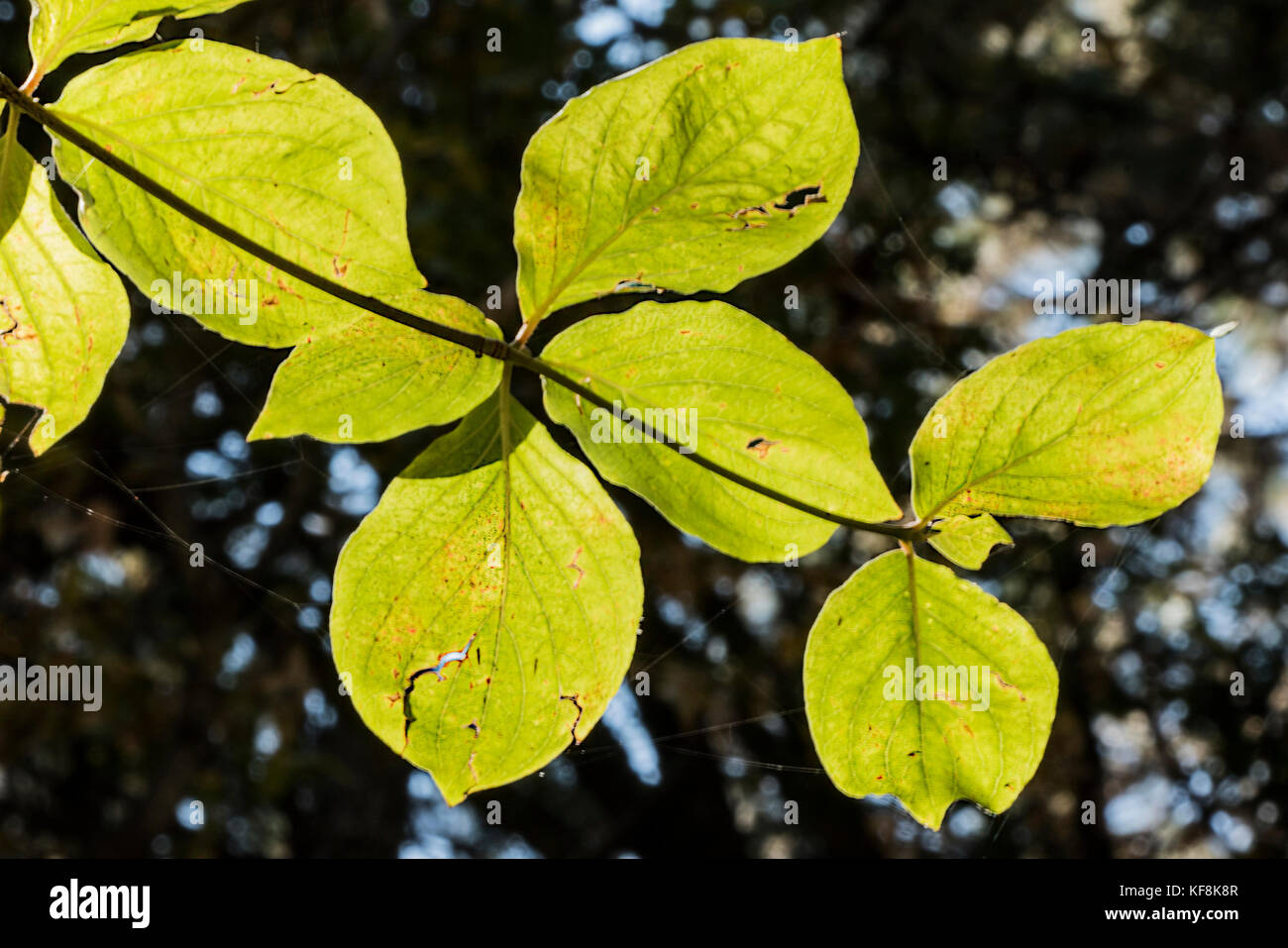Leaves of Mountain Dogwood tree during the Fall season at the forest in ...