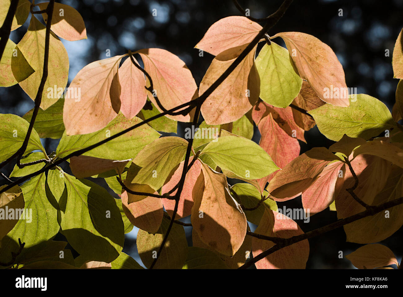 Leaves of Mountain Dogwood tree during the Fall season at the forest in ...