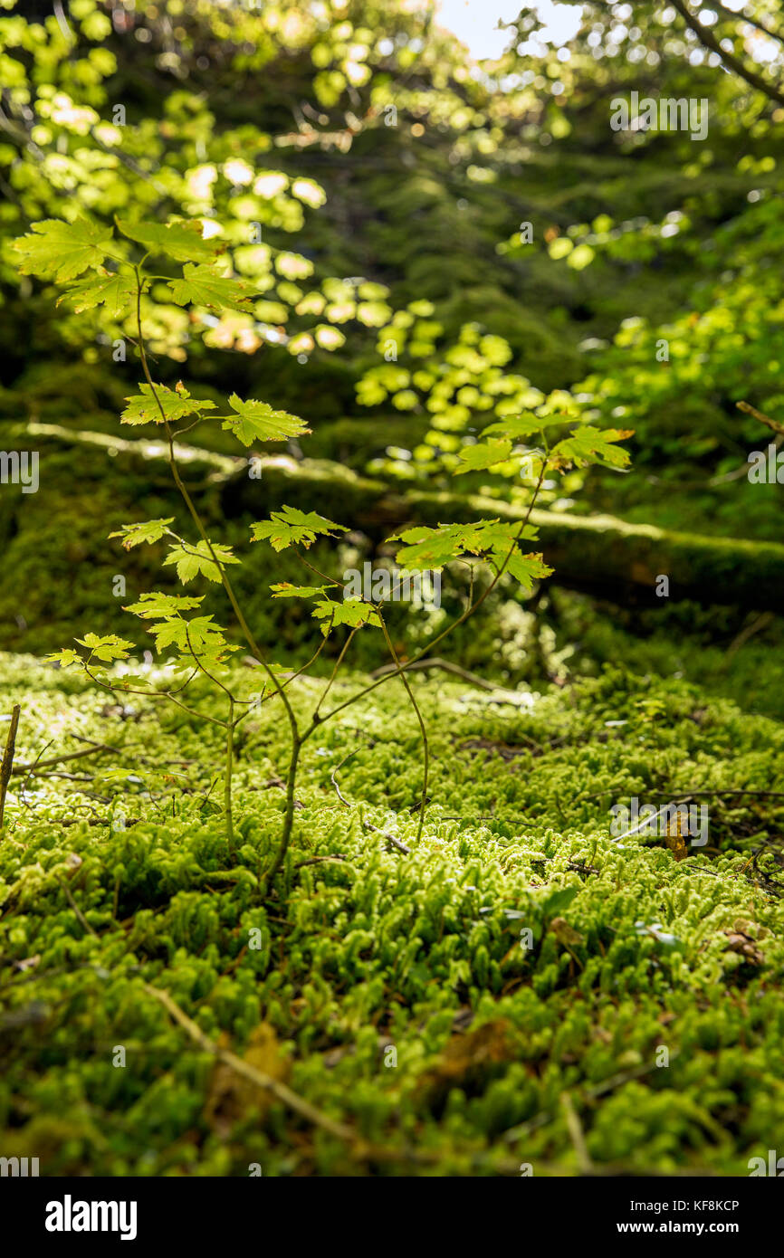 USA, Oregon, Oregon Cascades, the beautiful scenery in the Wilamette ...