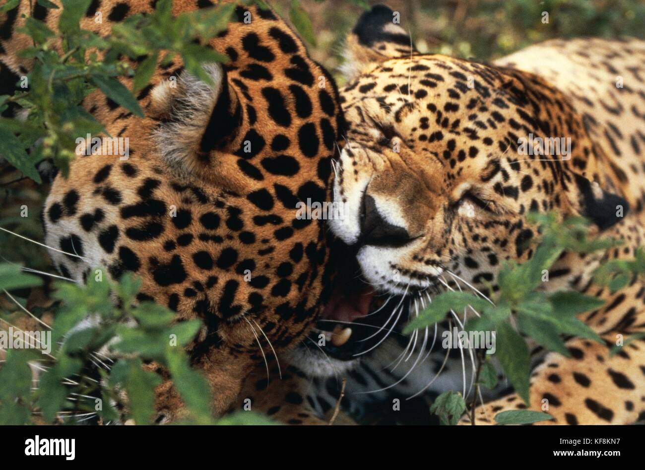 Felis onca hi-res stock photography and images - Alamy