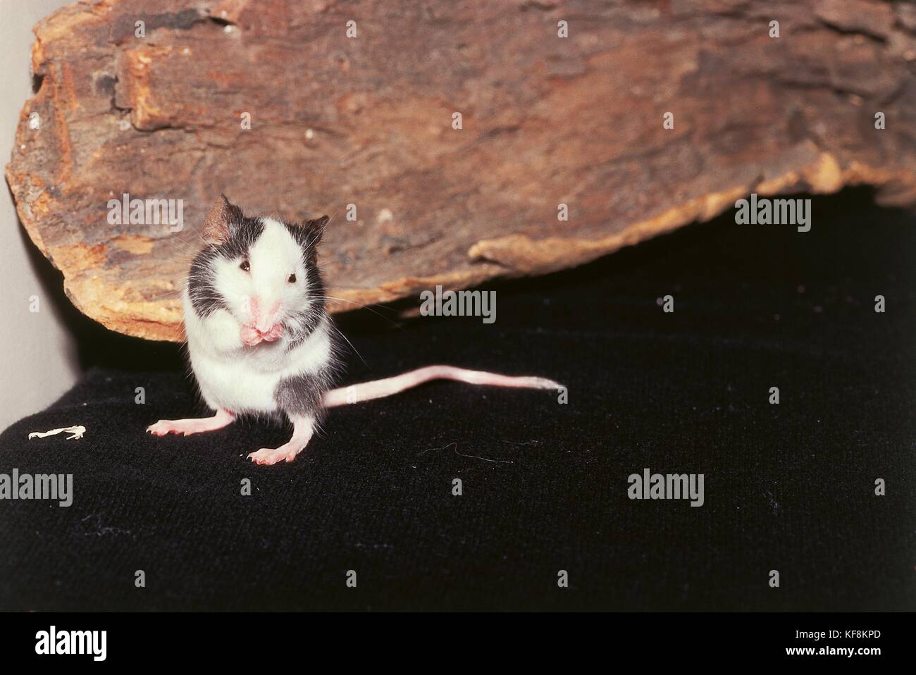 Rodents, Mouse Dancer Stock Photo - Alamy