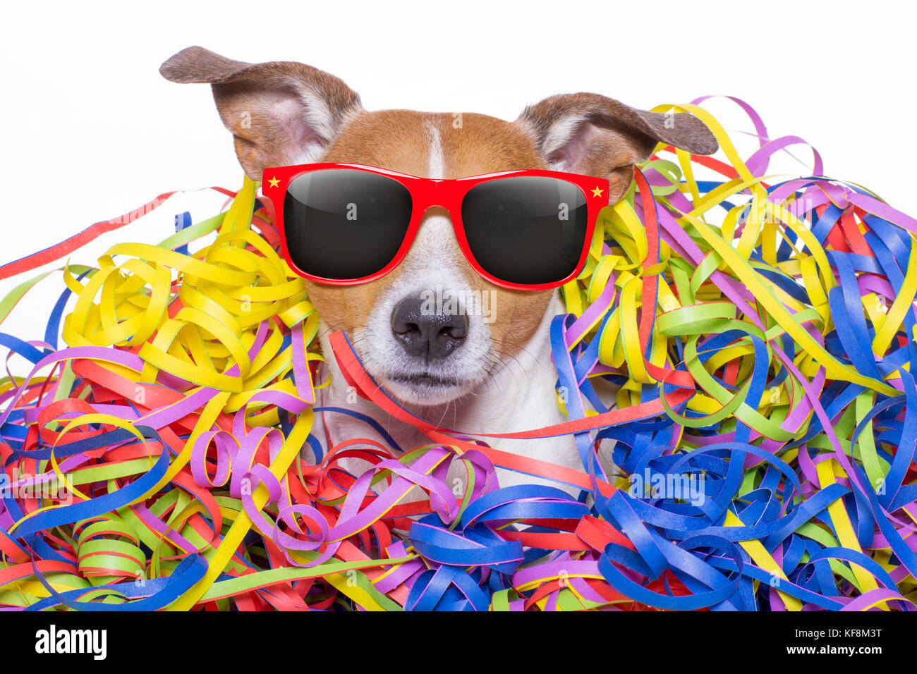 funny jack russell dog having fun and a party with serpentine streamers ...