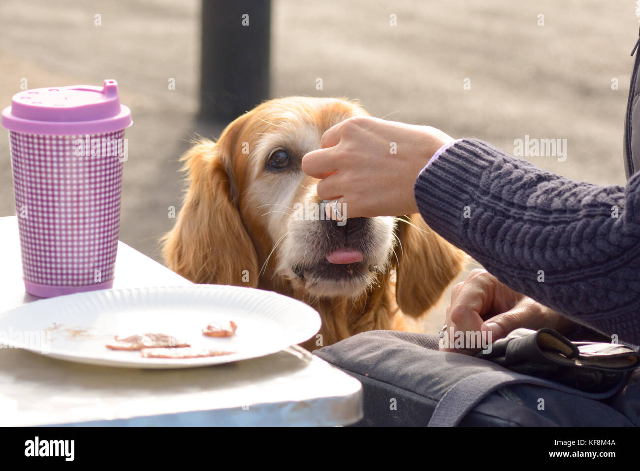 Golden retreiver dog begging for a piece of bacon from owner at cafe ...