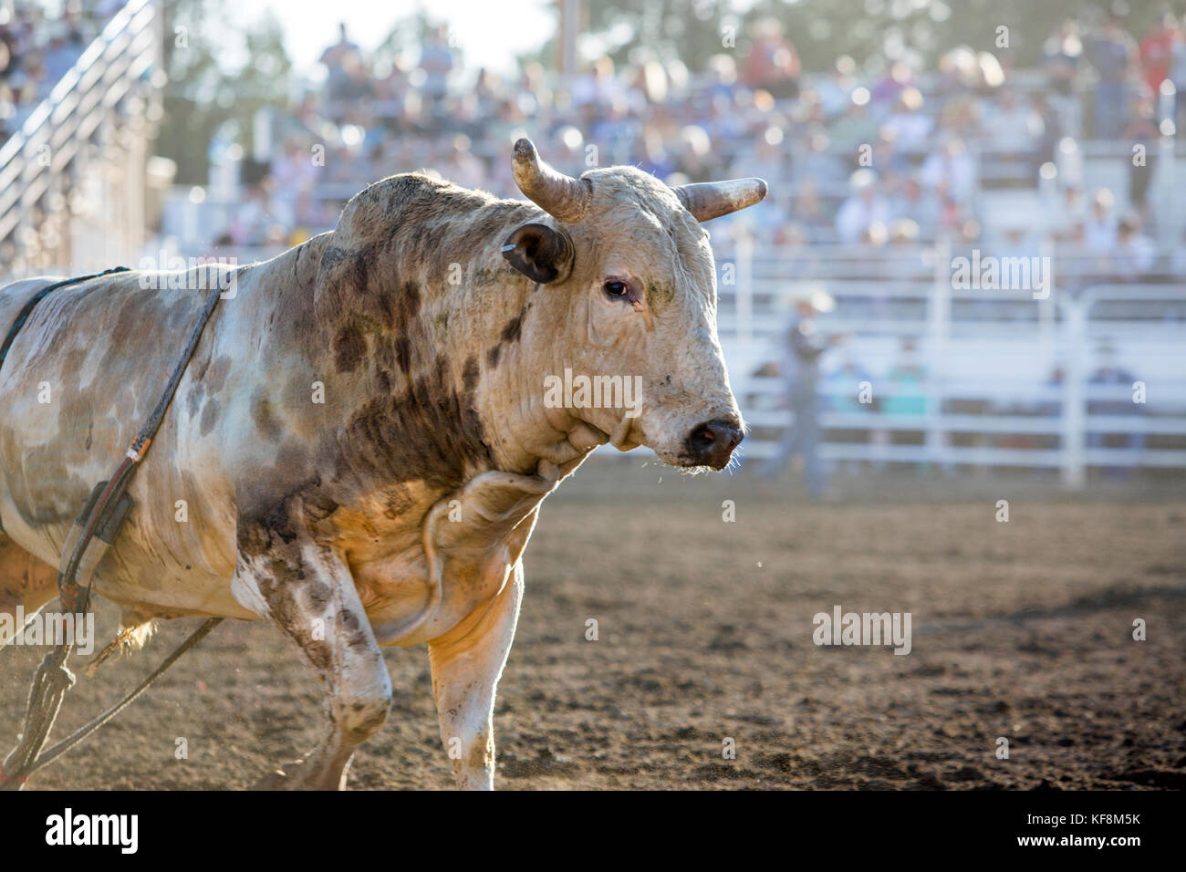USA, Oregon, Sisters, Sisters Rodeo, cowboys ride a 2,000 pound bull ...