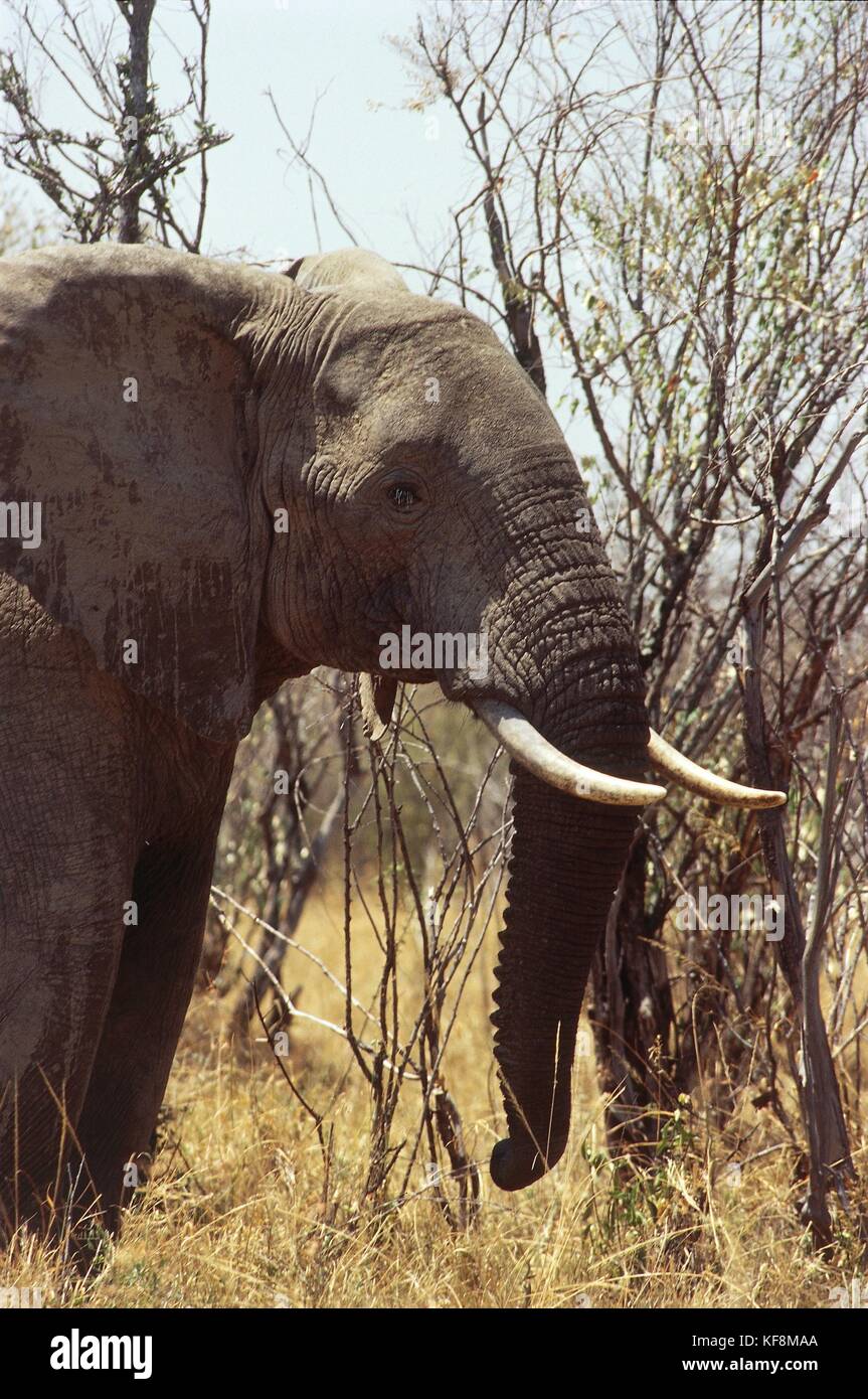 Proboscideans High Resolution Stock Photography and Images - Alamy