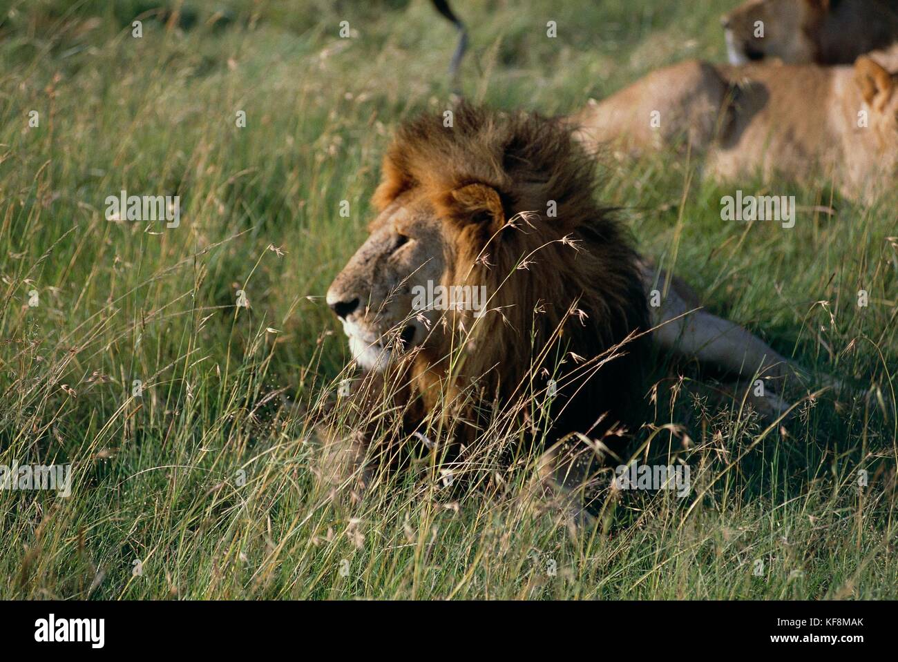 Felis leo lion hi-res stock photography and images - Alamy
