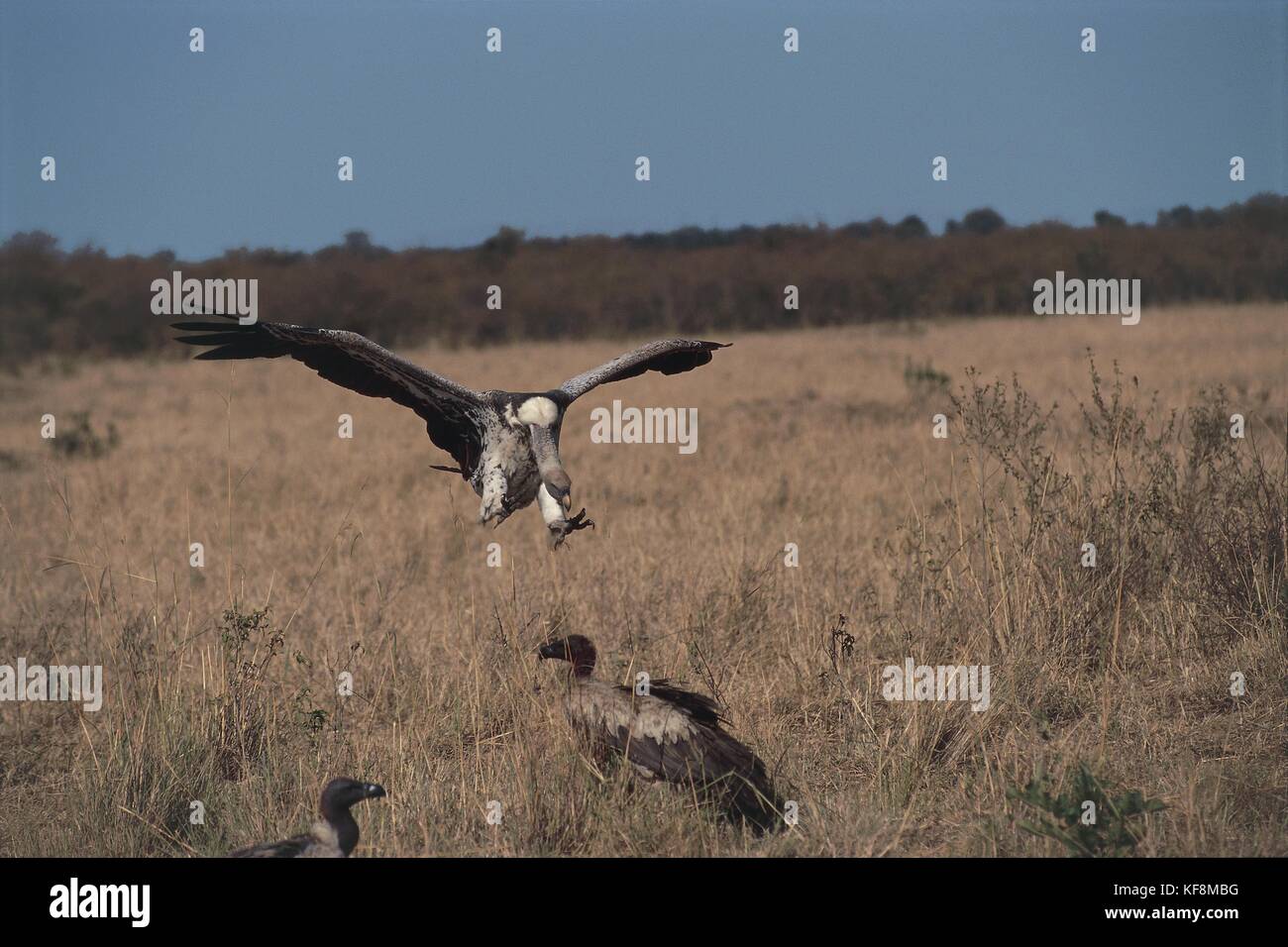 Kenya. Masai Mara National Reserve. Falconiformes, Common griffon (Gyps ...