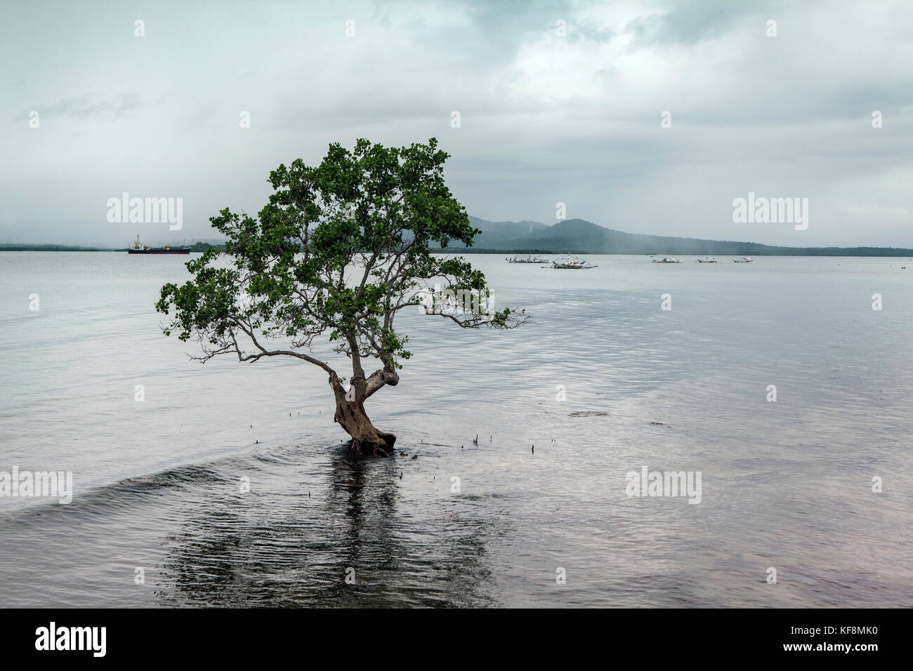 Bakawan tree hi-res stock photography and images - Alamy