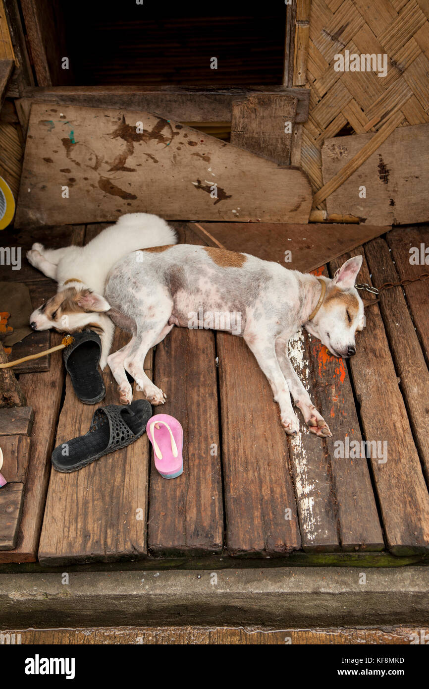 PHILIPPINES, Palawan, Puerto Princesa, dogs sleeping at Liberty Fishing ...