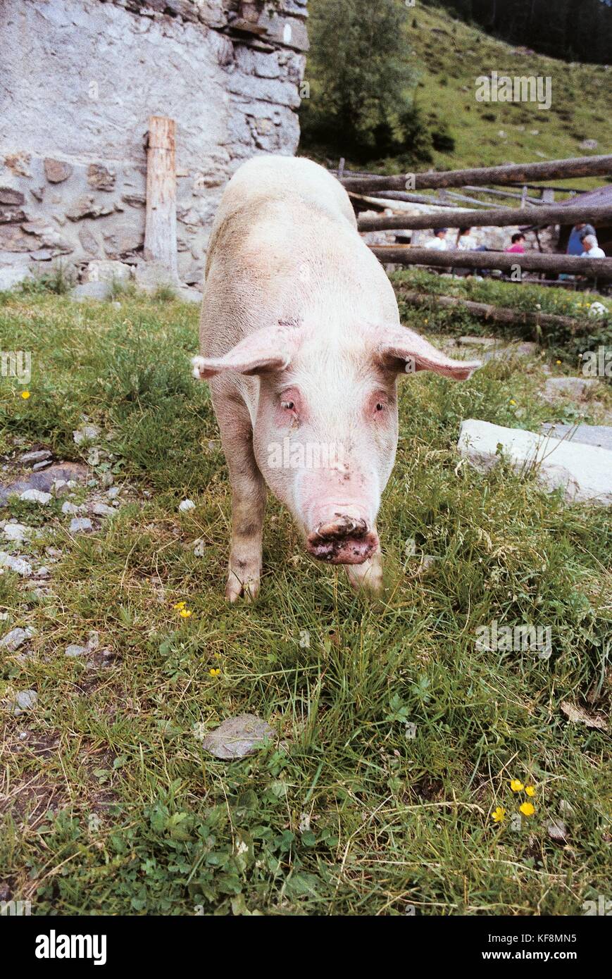 Suina hi-res stock photography and images - Alamy