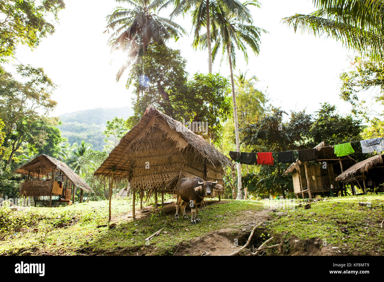 PHILIPPINES, Palawan, Barangay region, cow stands in front of a Batak ...