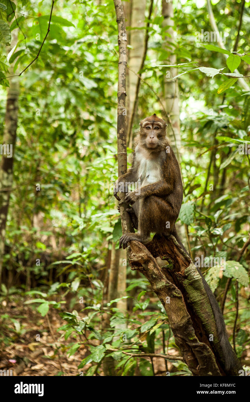 PHILIPPINES, Palawan, Sabang, a monkey hangs out in a tree in the ...