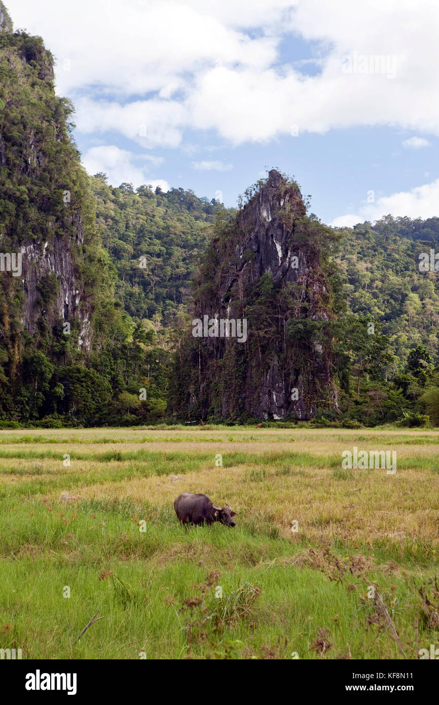 PHILIPPINES, Palawan, Sabang, landscape of agricultural pasture in ...