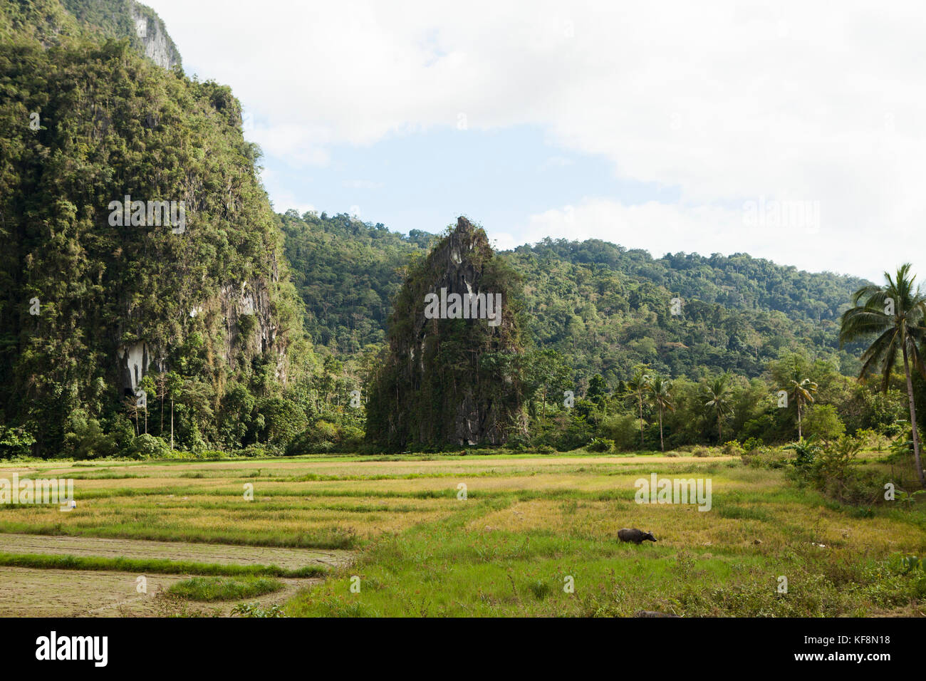 PHILIPPINES, Palawan, Sabang, landscape of agricultural pasture in ...