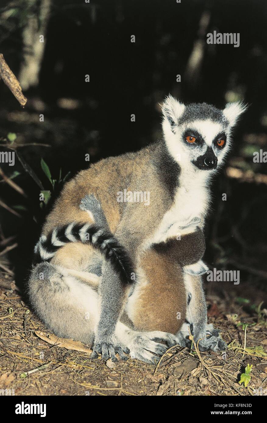 ZOOLOGY, LEMURUDI, BAD (Lemur catta). MADAGASCAR Stock Photo - Alamy