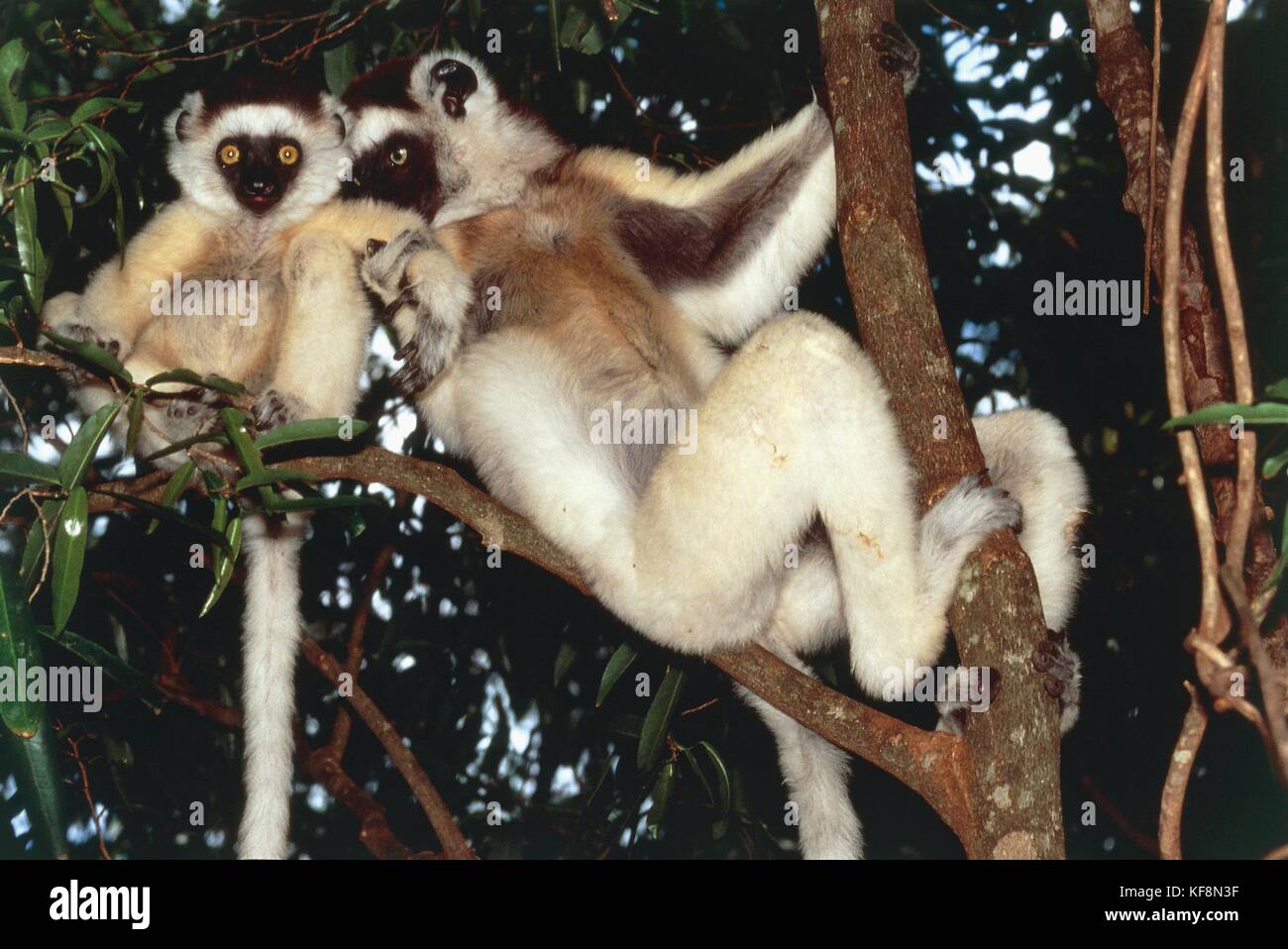 RECORDS, Verreaux's sifaka PROPITECO (Propithecus verreauxi ...