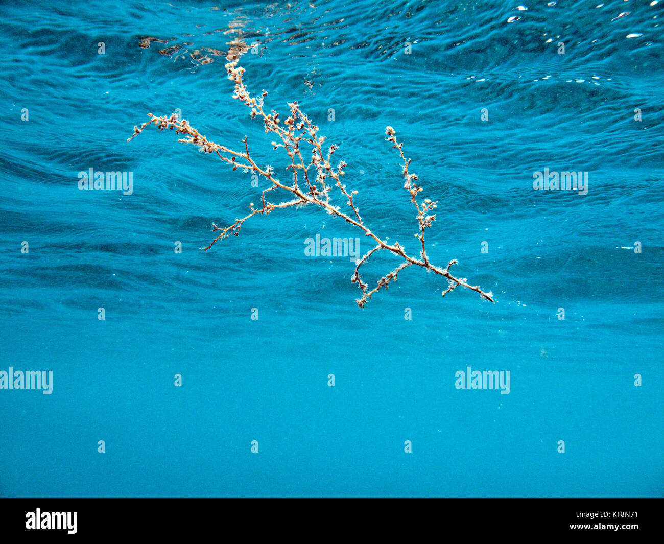 PHILIPPINES, Palawan, El Nido, Lagen Island, sea grass passes by while ...