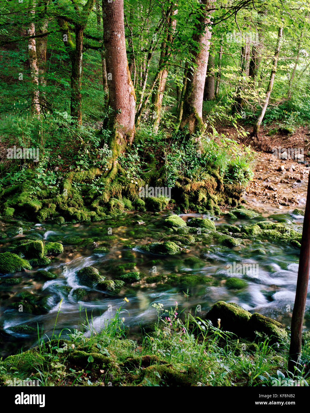 SWITZERLAND, Motiers, a stream runs through the forest in an area known ...