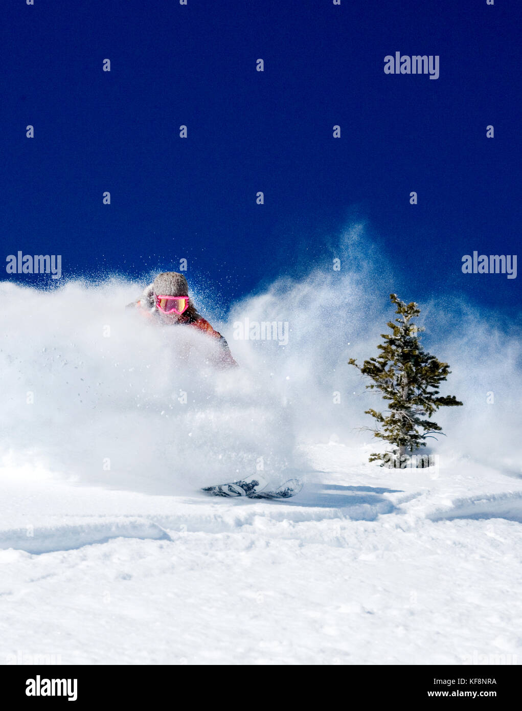USA, Utah, young woman skiing Lee's Tree in the deep snow, Alta Ski ...