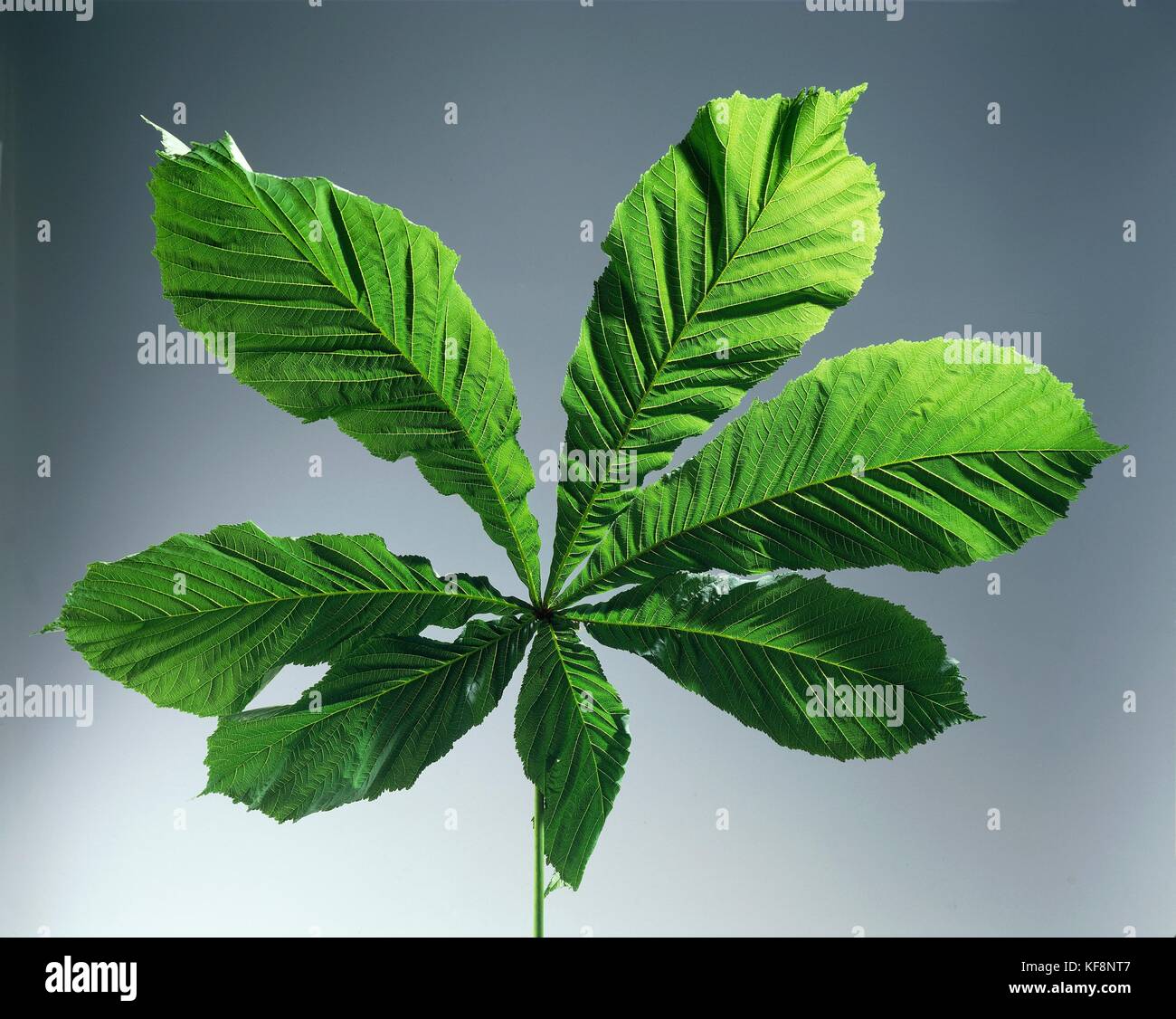 Horse-chestnut or Conker Tree leaf (Aesculus hippocastanum ...