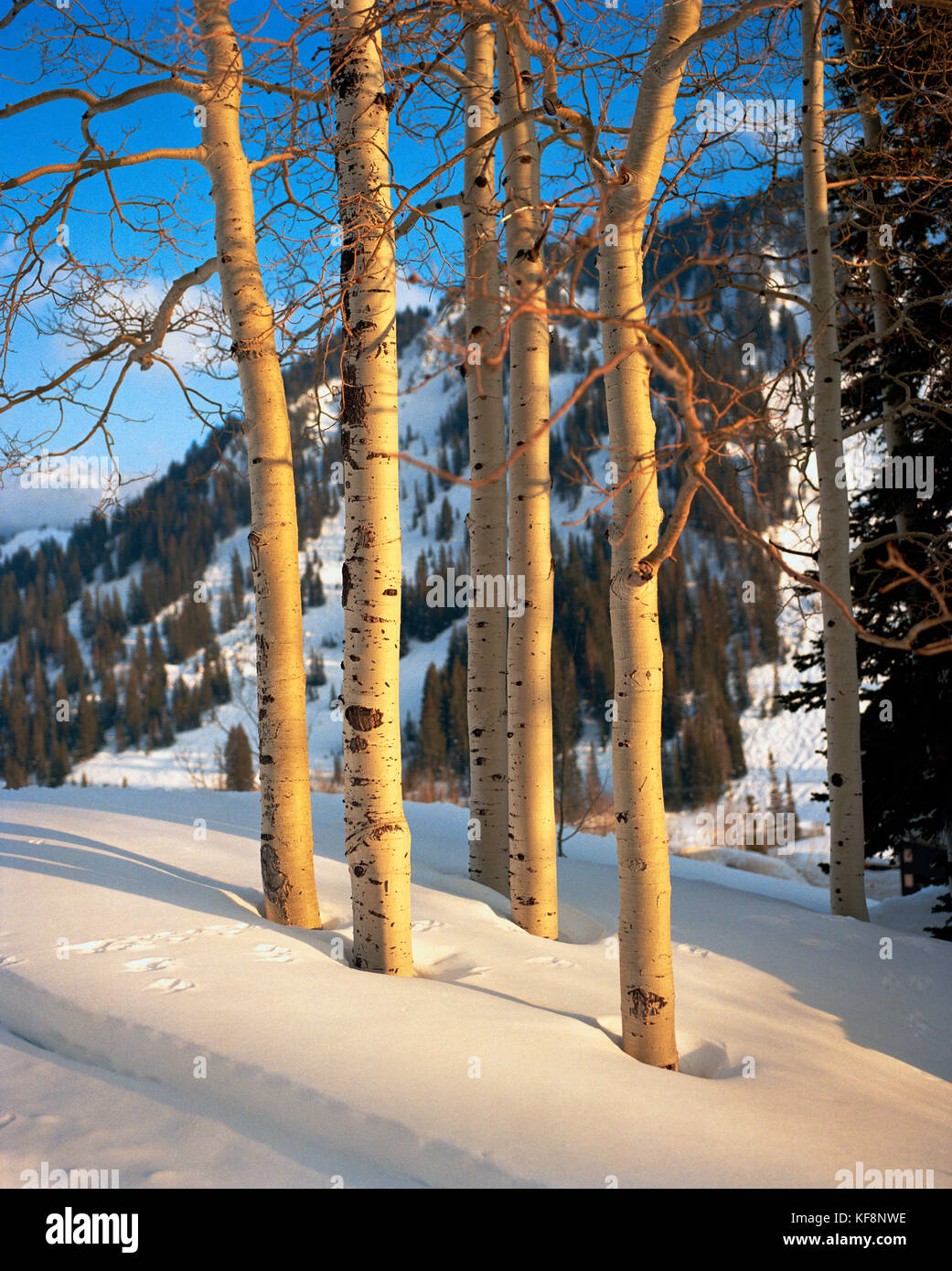 USA, Utah, aspen trees on snowcapped landscape at the base of Alta Ski ...