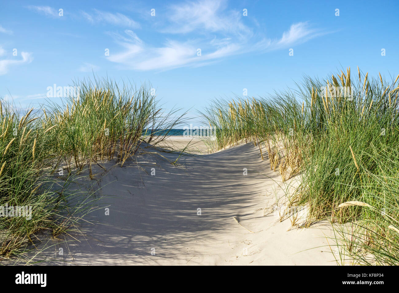 Beach with sand dunes and marram grass Stock Photo - Alamy