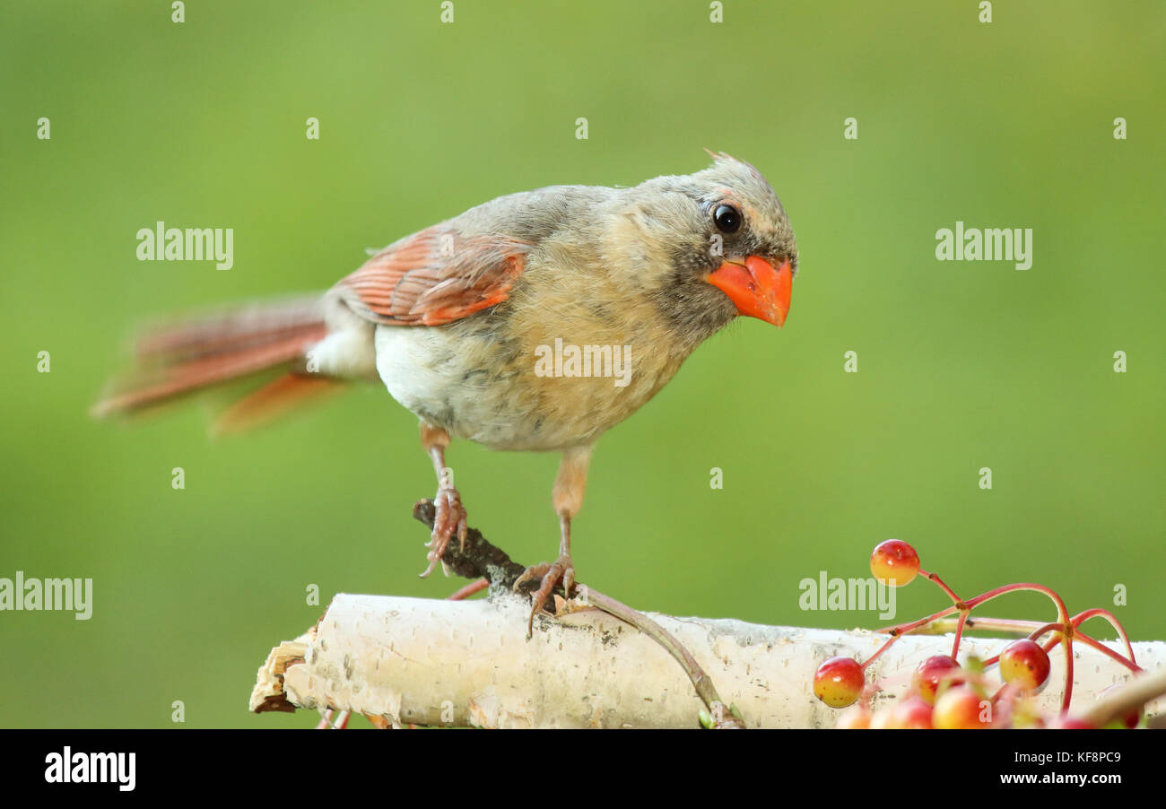 A female Northern Cardinal leaning towards berries Stock Photo - Alamy