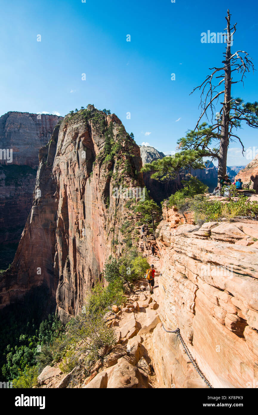 Narrow edge leading to Angel´s landing, Zion National Park, Utah, USA ...